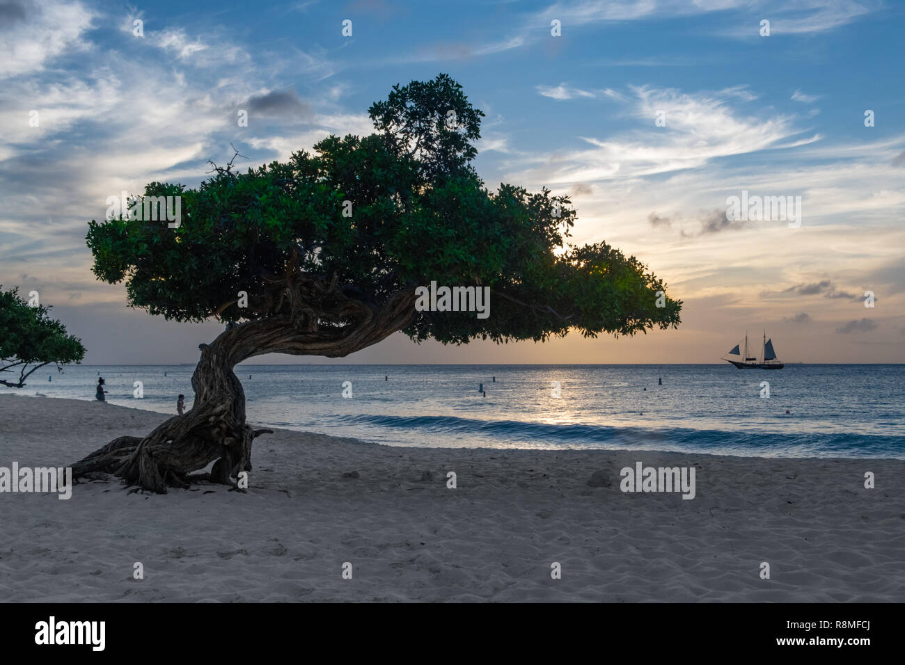 Native tree caribbean hi-res stock photography and images - Alamy
