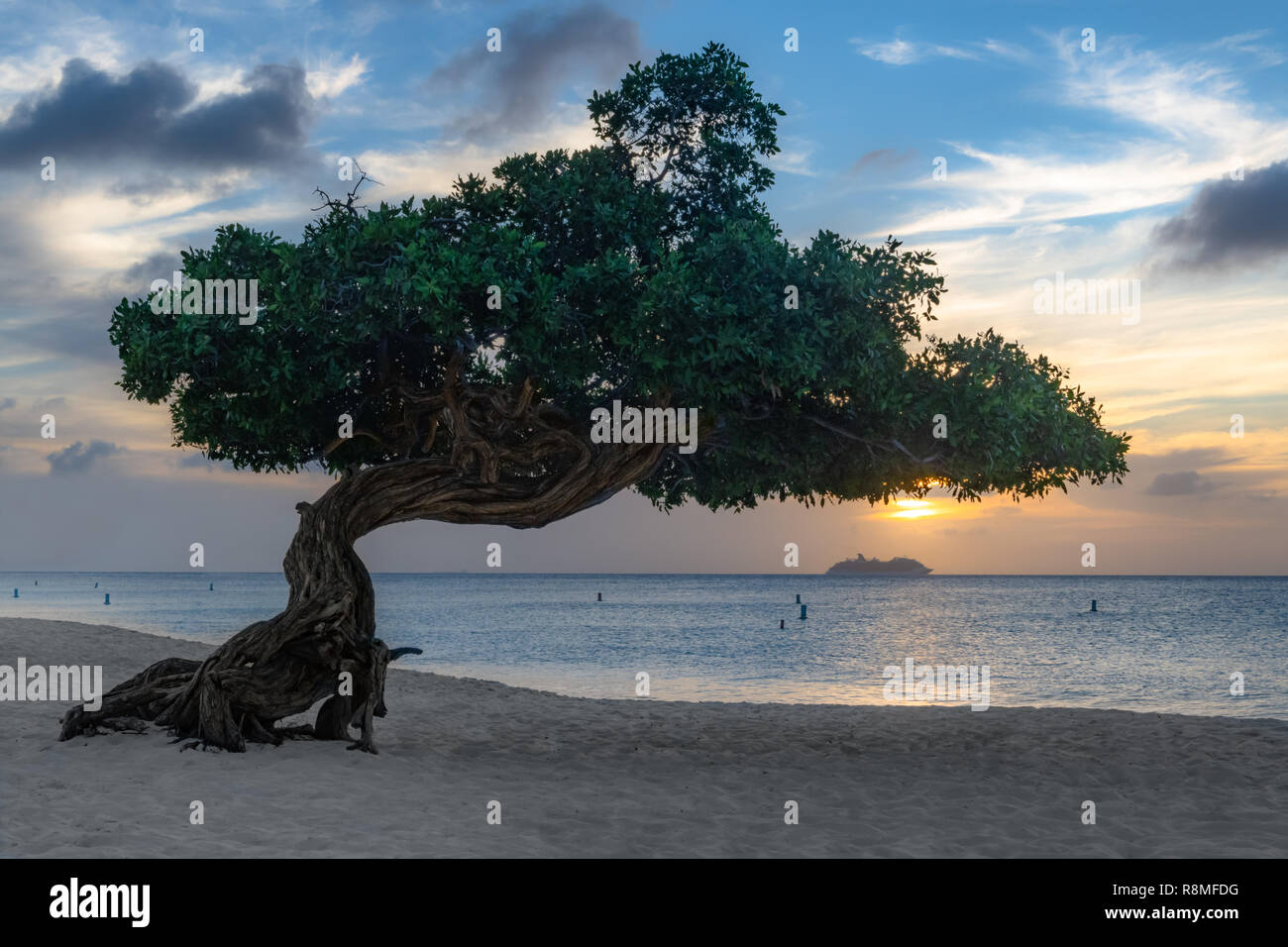 Aruba beach Divi-Divi tree Eagle Beach Aruba at sunset and cruise ship ...