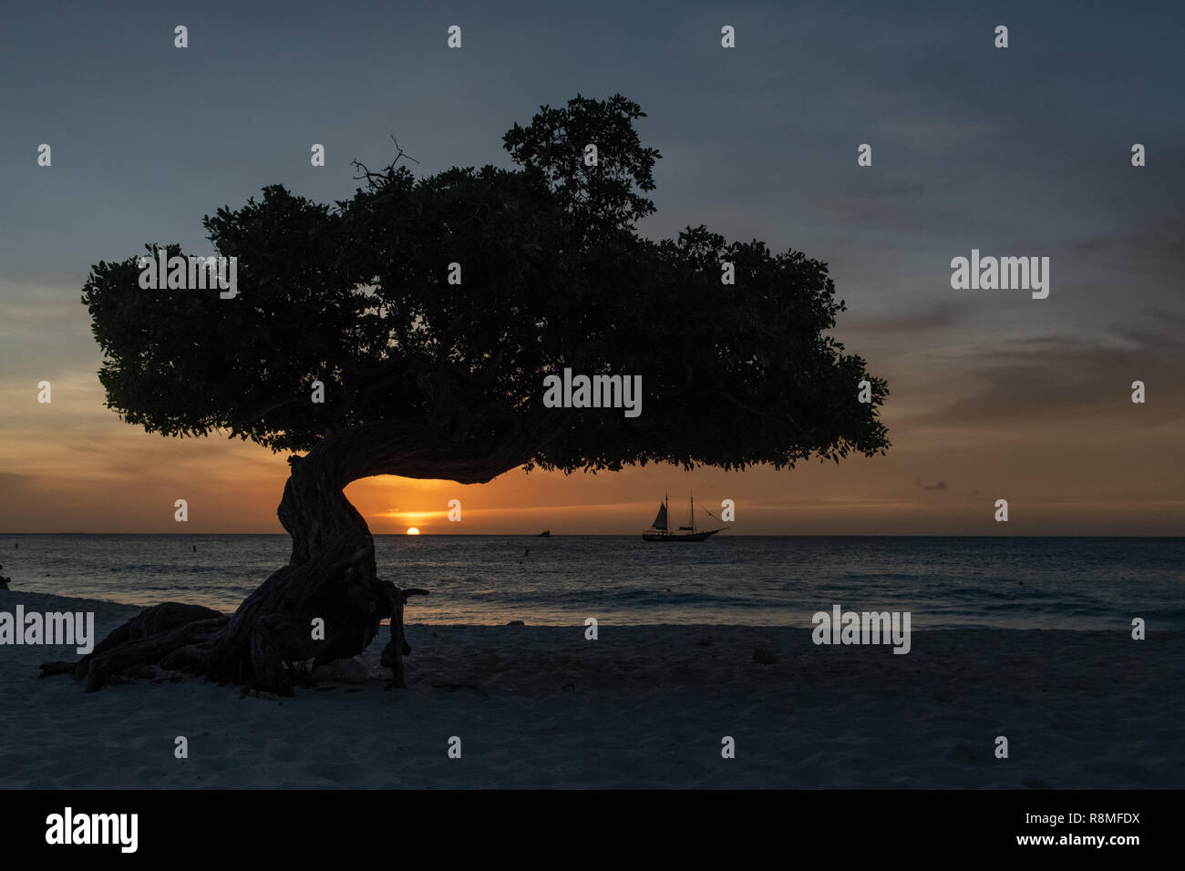 Aruba beach - Divi-Divi tree Eagle Beach Aruba at sunset and sailboat ...