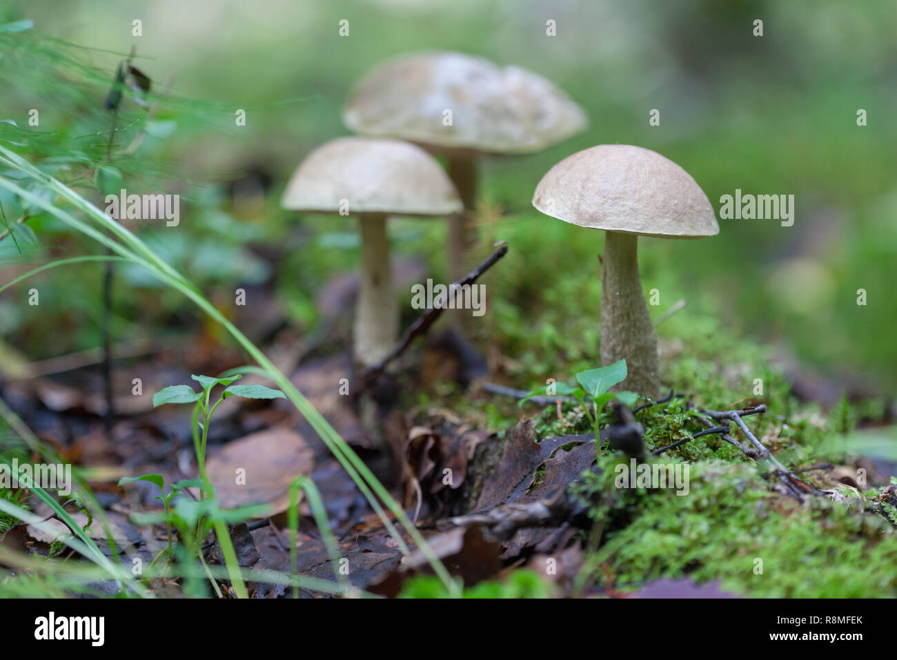 Leccinum scabrum, commonly known as the rough-stemmed bolete, scaber ...