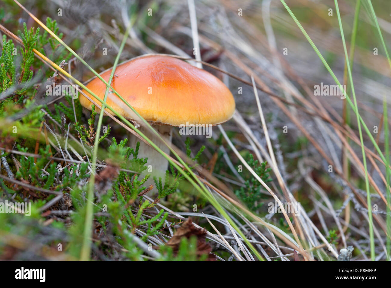 Cortinarius collinitus is a species of fungi in the family ...