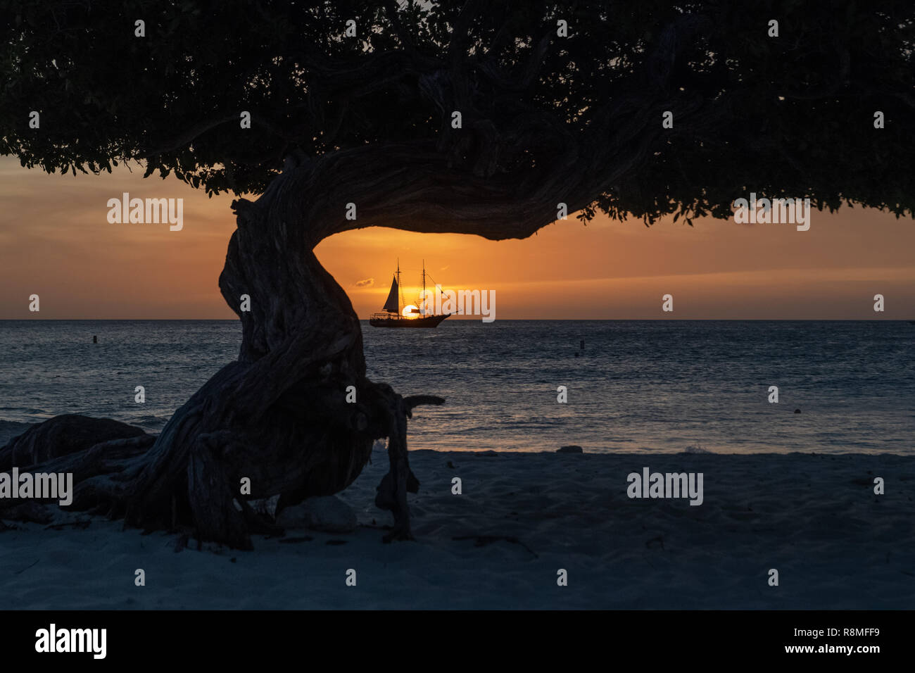 Aruba beach - Divi-Divi tree Eagle Beach Aruba at sunset and sailboat ...