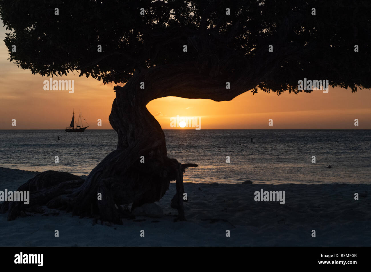 Aruba sunset divi tree hi-res stock photography and images - Alamy