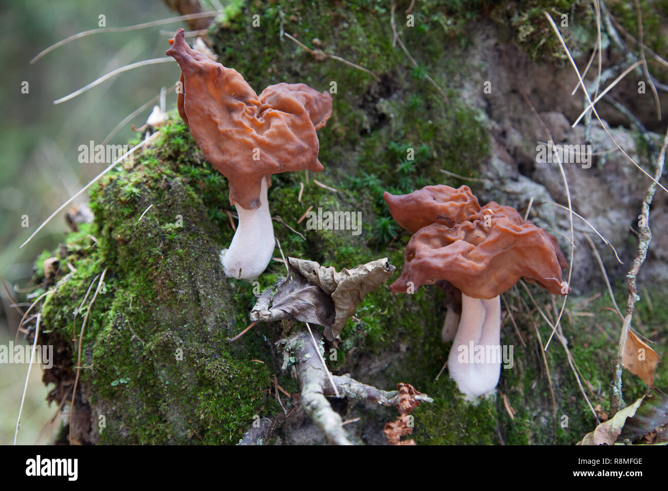Family helvellaceae hi-res stock photography and images - Alamy