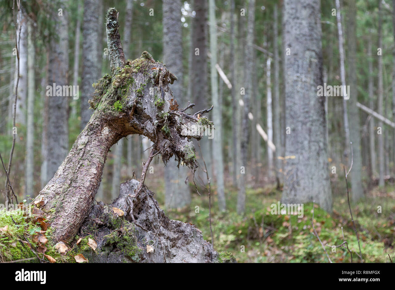 The root of a fallen tree in the forest Stock Photo - Alamy