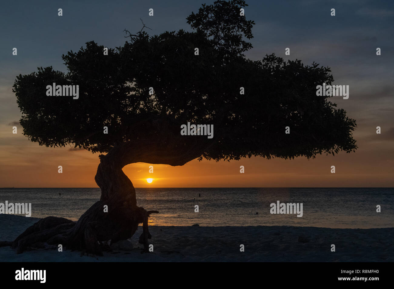 Aruba beach - Divi-Divi tree Eagle Beach Aruba at sunset - World famous ...