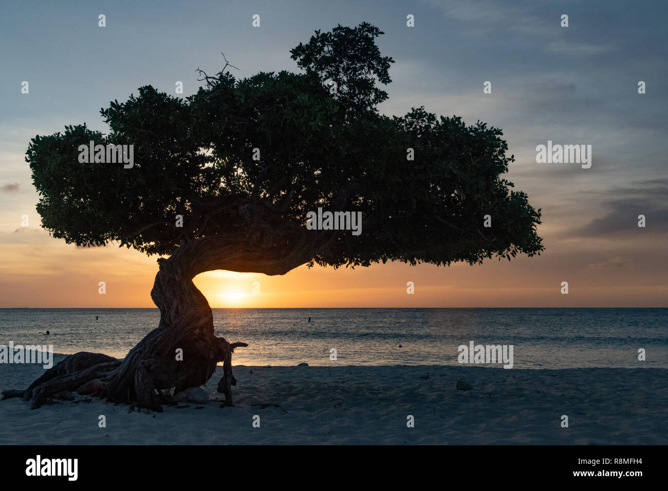 Aruba beach - Divi-Divi tree Eagle Beach Aruba at sunset - World famous ...
