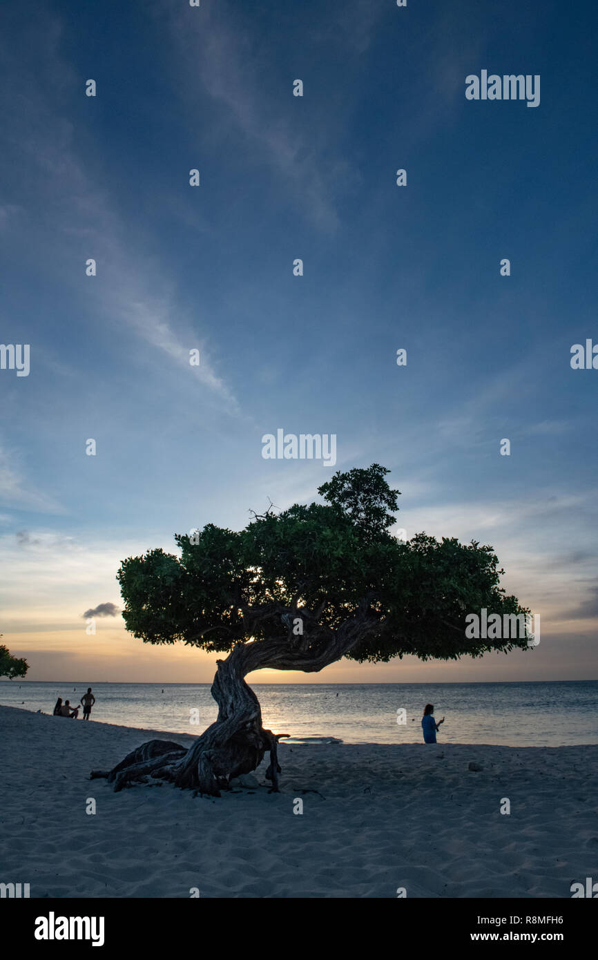 Aruba beach - Divi-Divi tree Eagle Beach Aruba at sunset - World famous ...