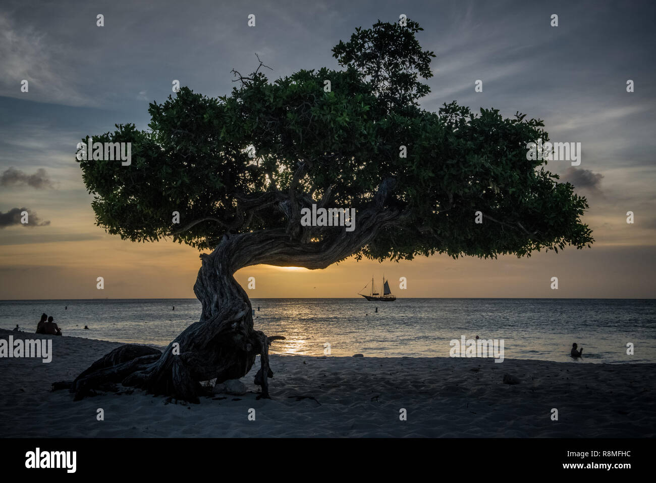 Aruba beach - Divi-Divi tree Eagle Beach Aruba at sunset and sailboat ...