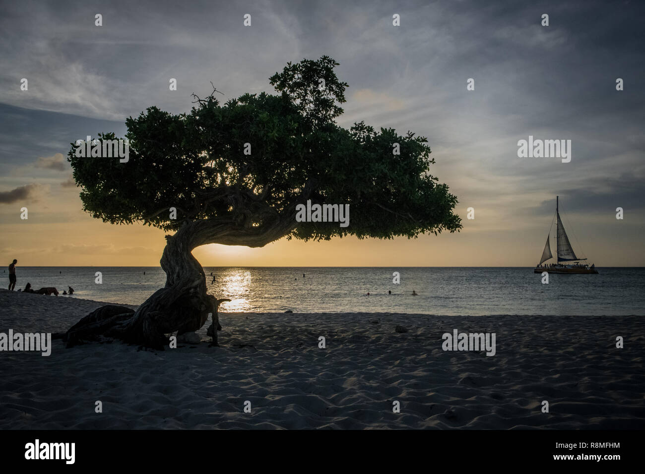 Aruba beach - Divi-Divi tree Eagle Beach Aruba at sunset and sailboat ...