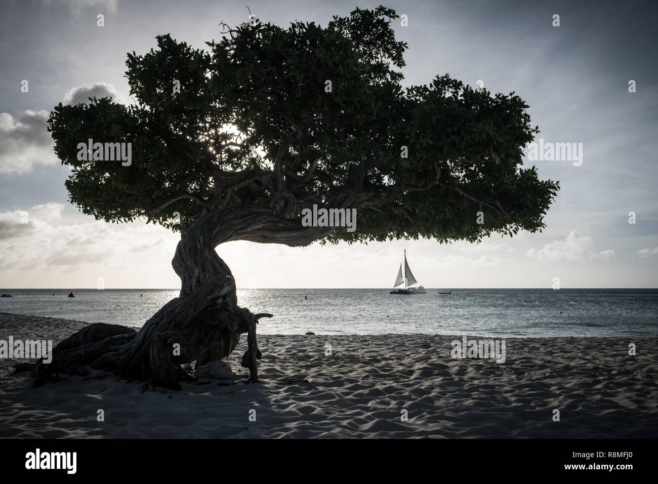 Aruba beach - Divi-Divi tree Eagle Beach Aruba at sunset and sailboat ...