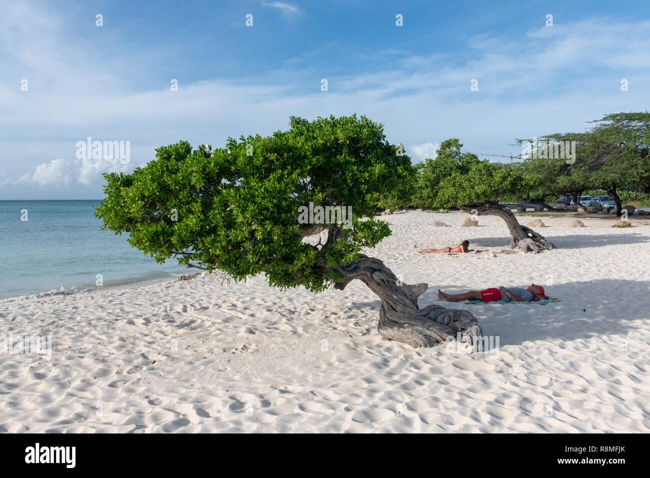 Aruba beach - Divi-Divi tree Eagle Beach Aruba - World famous Divi Divi ...