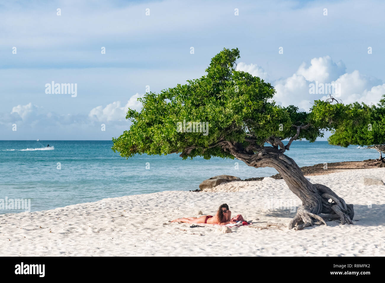 Dive tree hi-res stock photography and images - Alamy
