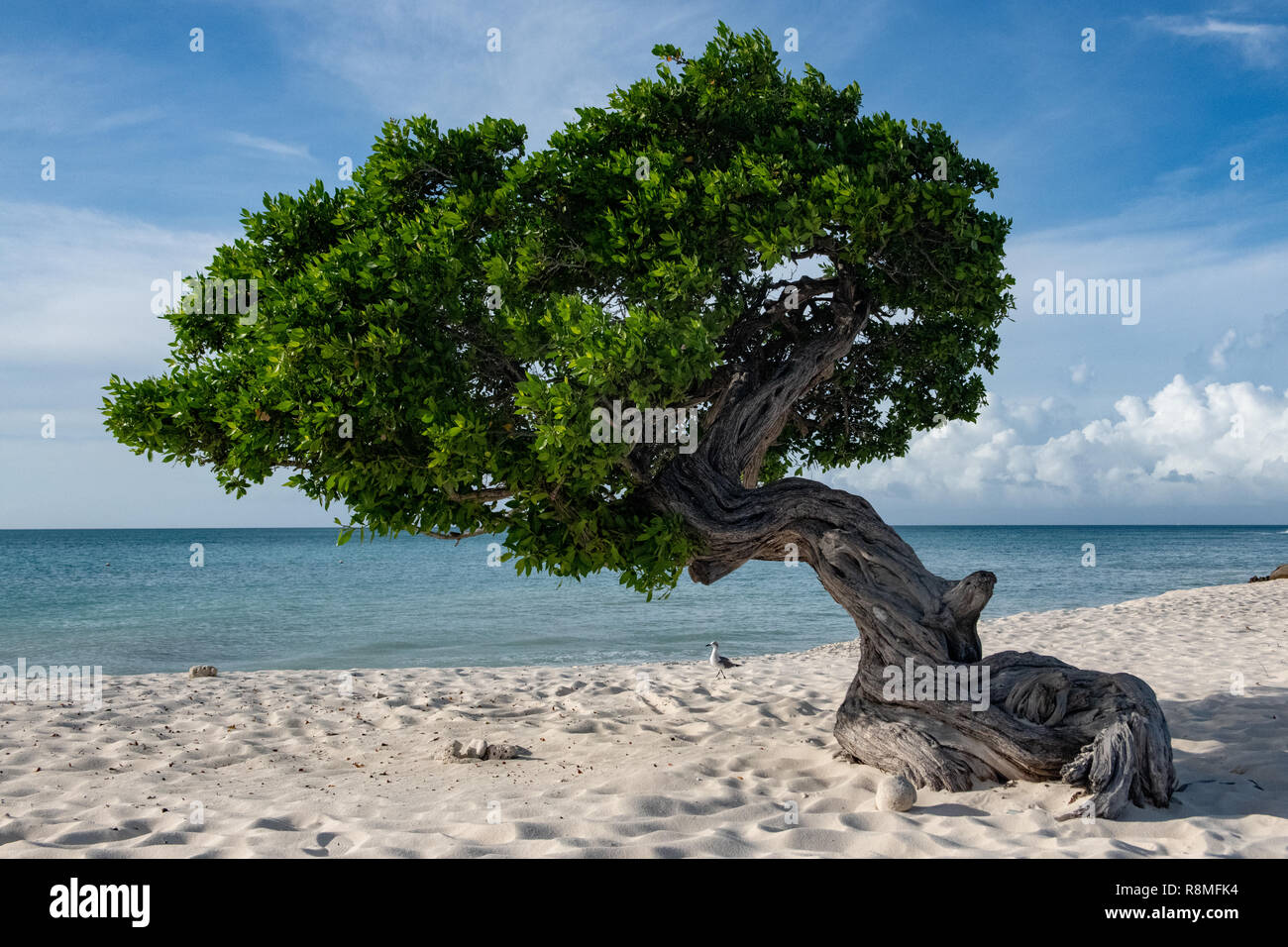 Aruba beach - Divi-Divi tree Eagle Beach Aruba - World famous Divi Divi ...