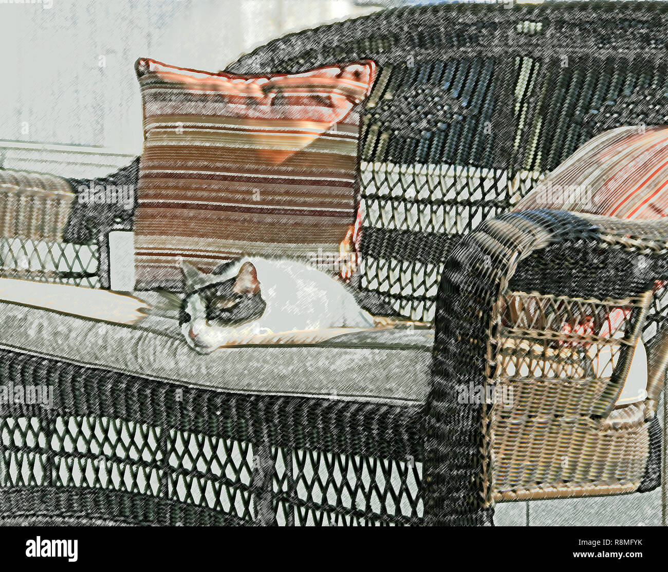 Cat Nap in the Sunlight Stock Photo - Alamy