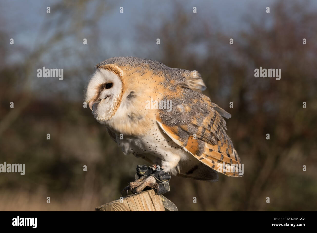 English barn owl in tree hi-res stock photography and images - Alamy