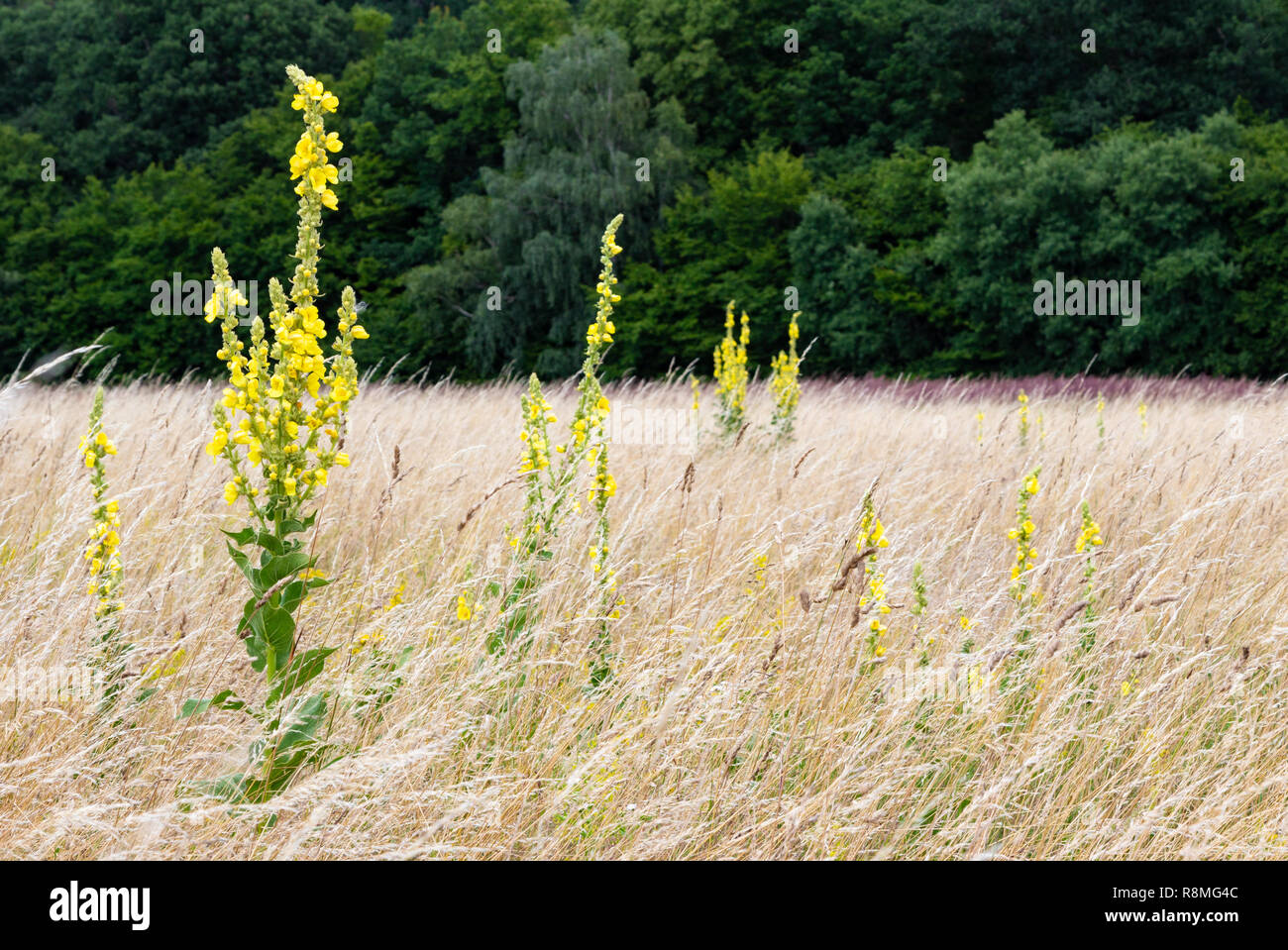 Mullein plants hi-res stock photography and images - Alamy