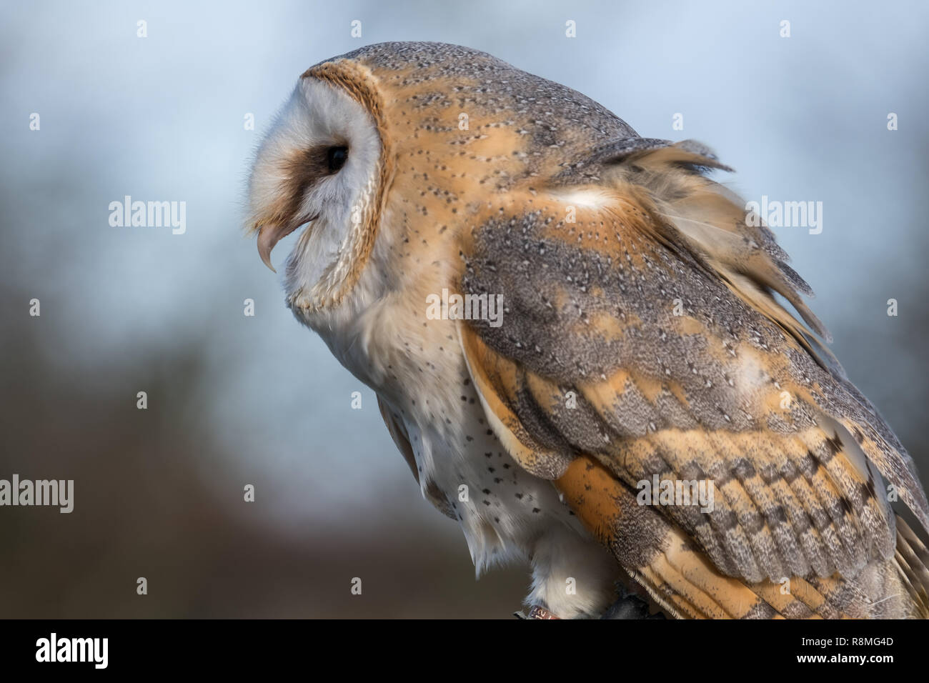 English barn owl in tree hi-res stock photography and images - Alamy