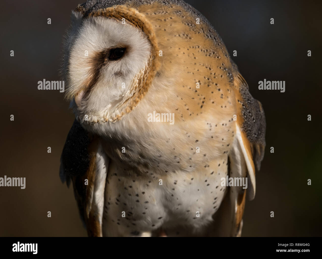 Close up of barn owl showing detail in the feathers, beak and eyes ...