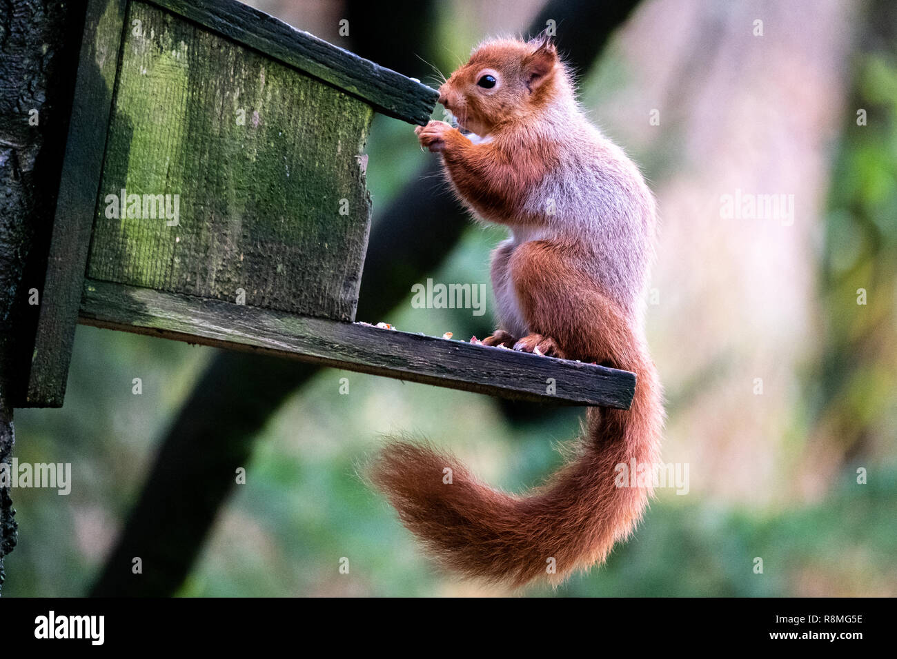 Native animals of scotland hi-res stock photography and images - Alamy