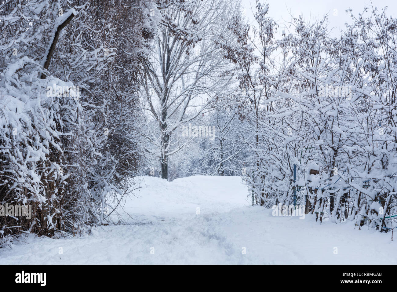 Path covered with big snow in nature on winter cold day. Winter idyll ...
