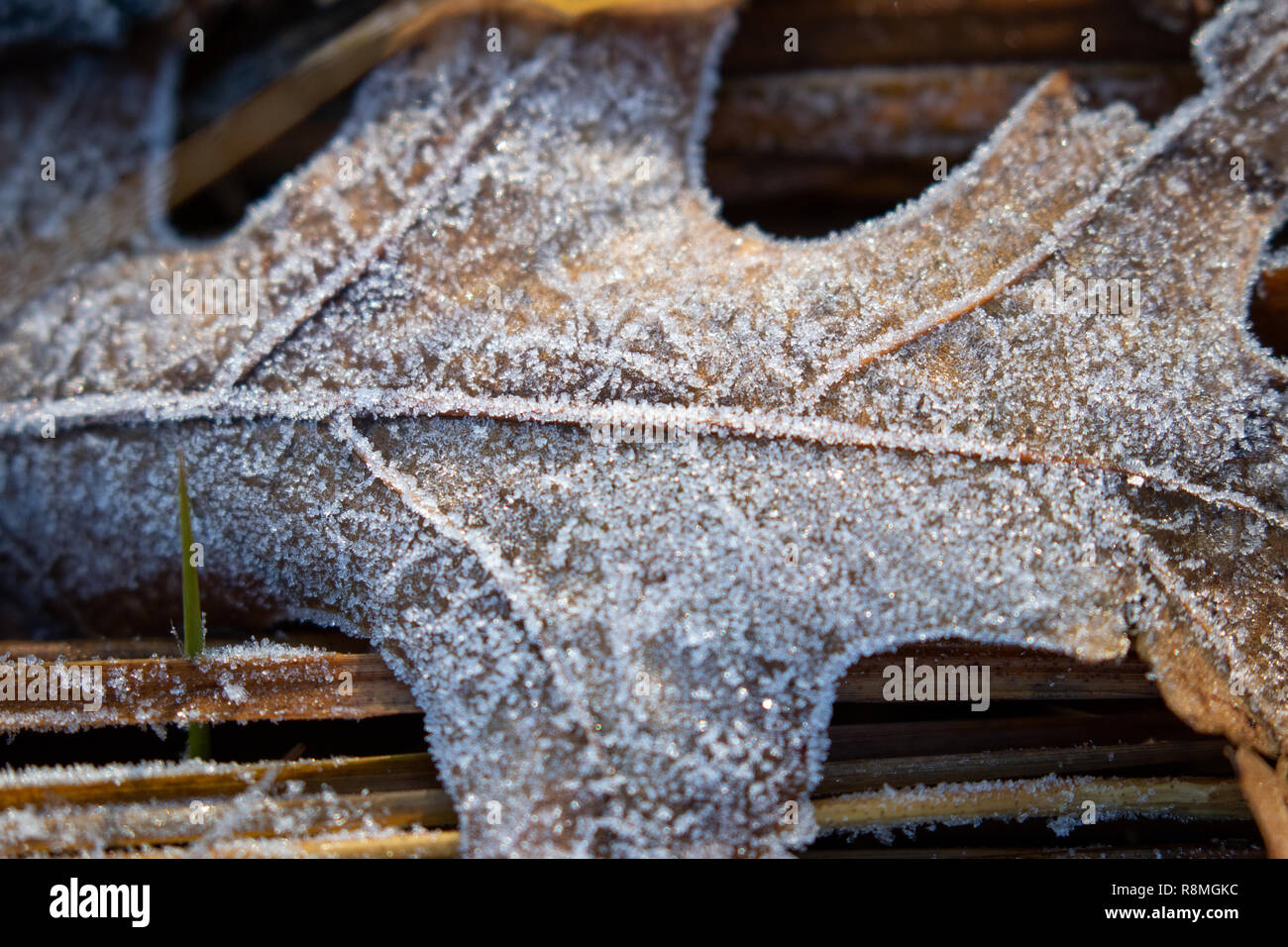 frozen leaf lit by morning sun Stock Photo - Alamy