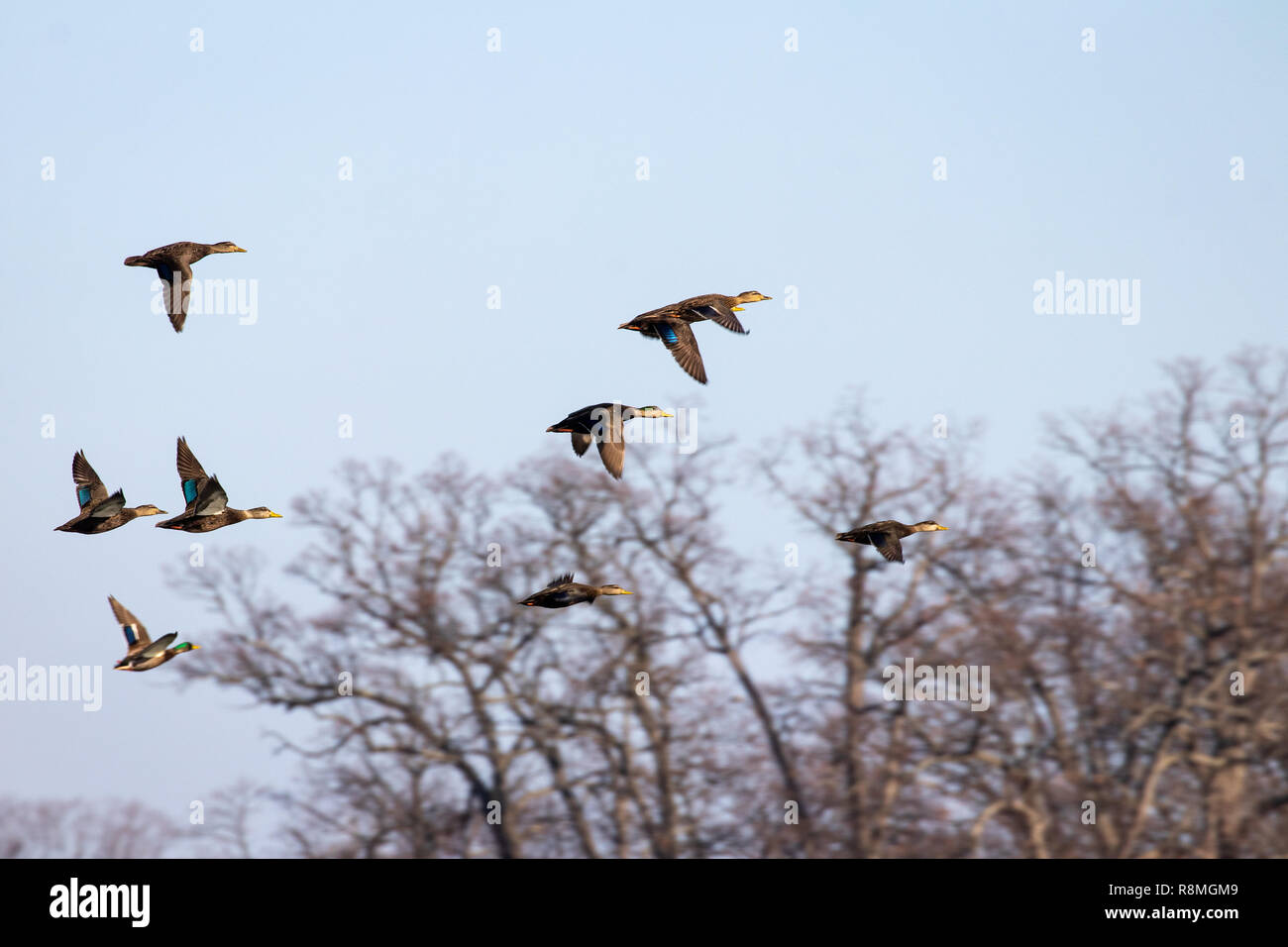 Ducks flying passed trees Stock Photo - Alamy