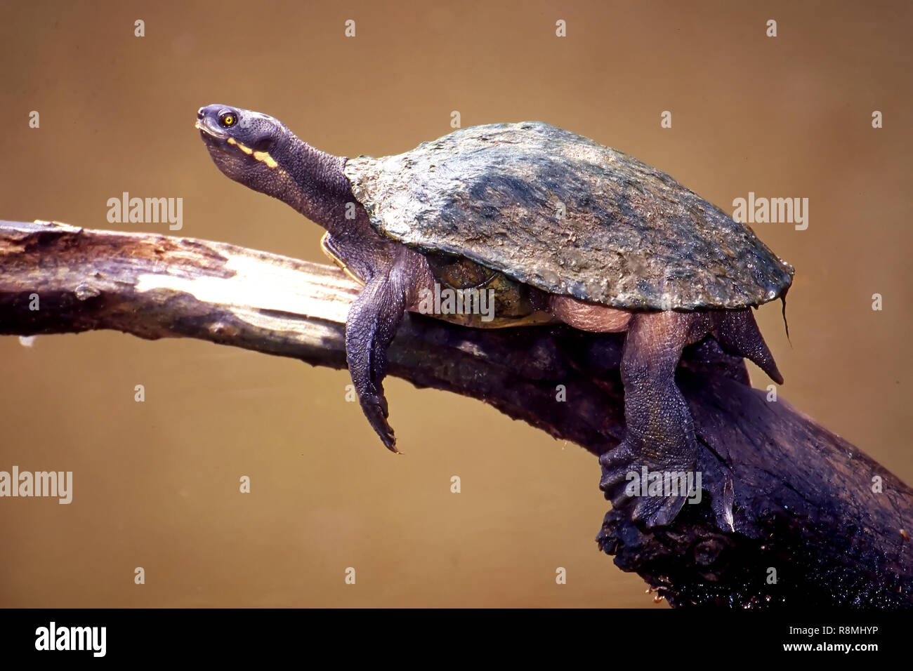 Short necked turtle hi-res stock photography and images - Alamy