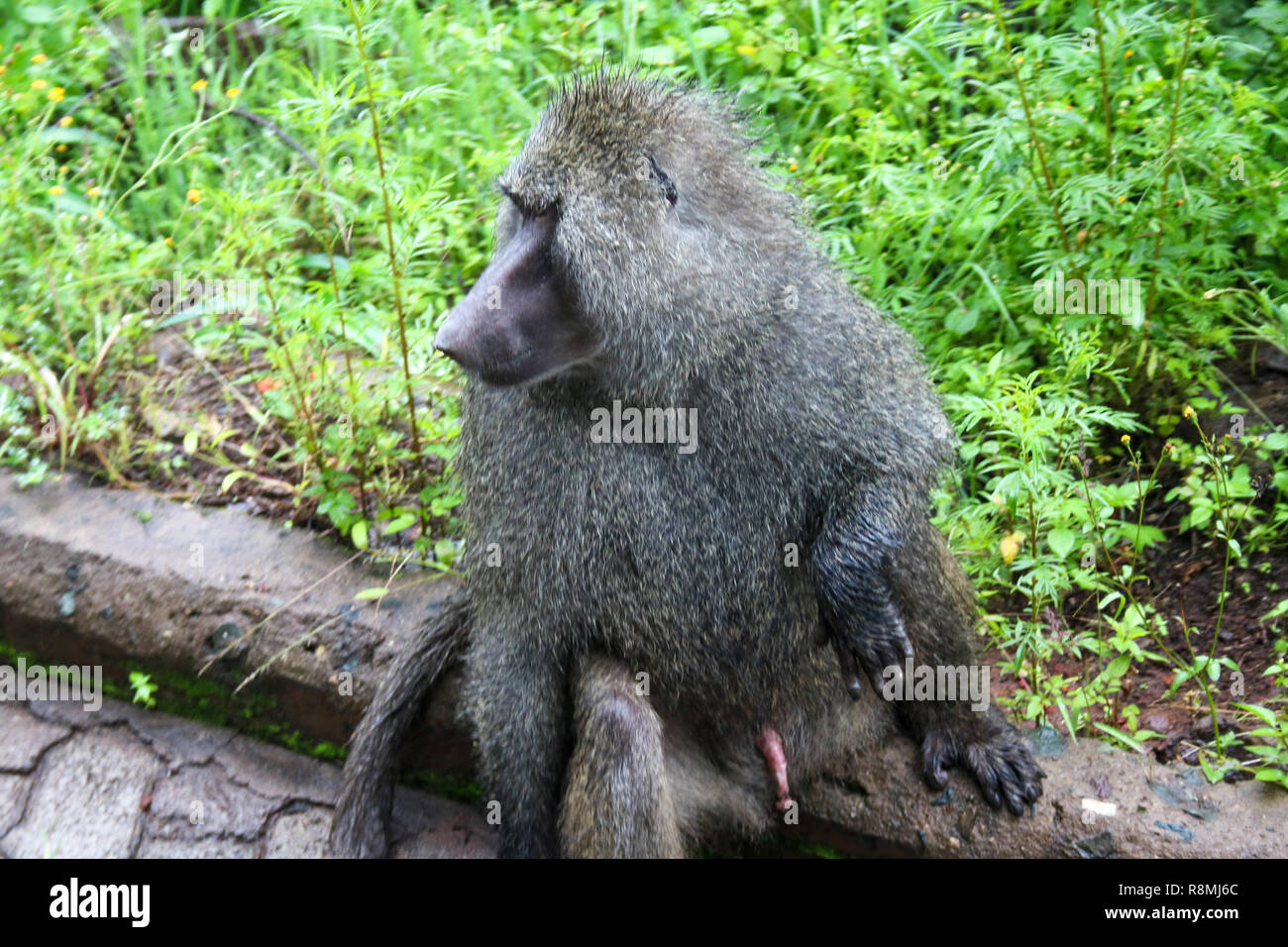 OLIVE BABOON: One of the monkey species in the Ngorongoro Crater. The ...
