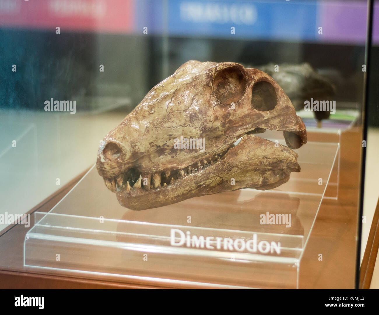 Dimetrodon skull at the Chicxulub Crater exhibit at the Museo de ...