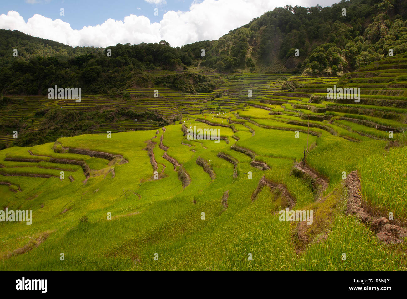 Maligcong Rice Terraces, Bontoc, Mountain Province, Luzon, Philippines ...