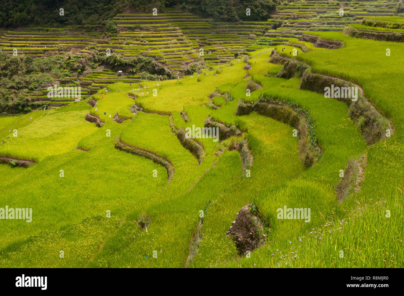 Maligcong Rice Terraces, Bontoc, Mountain Province, Luzon, Philippines ...