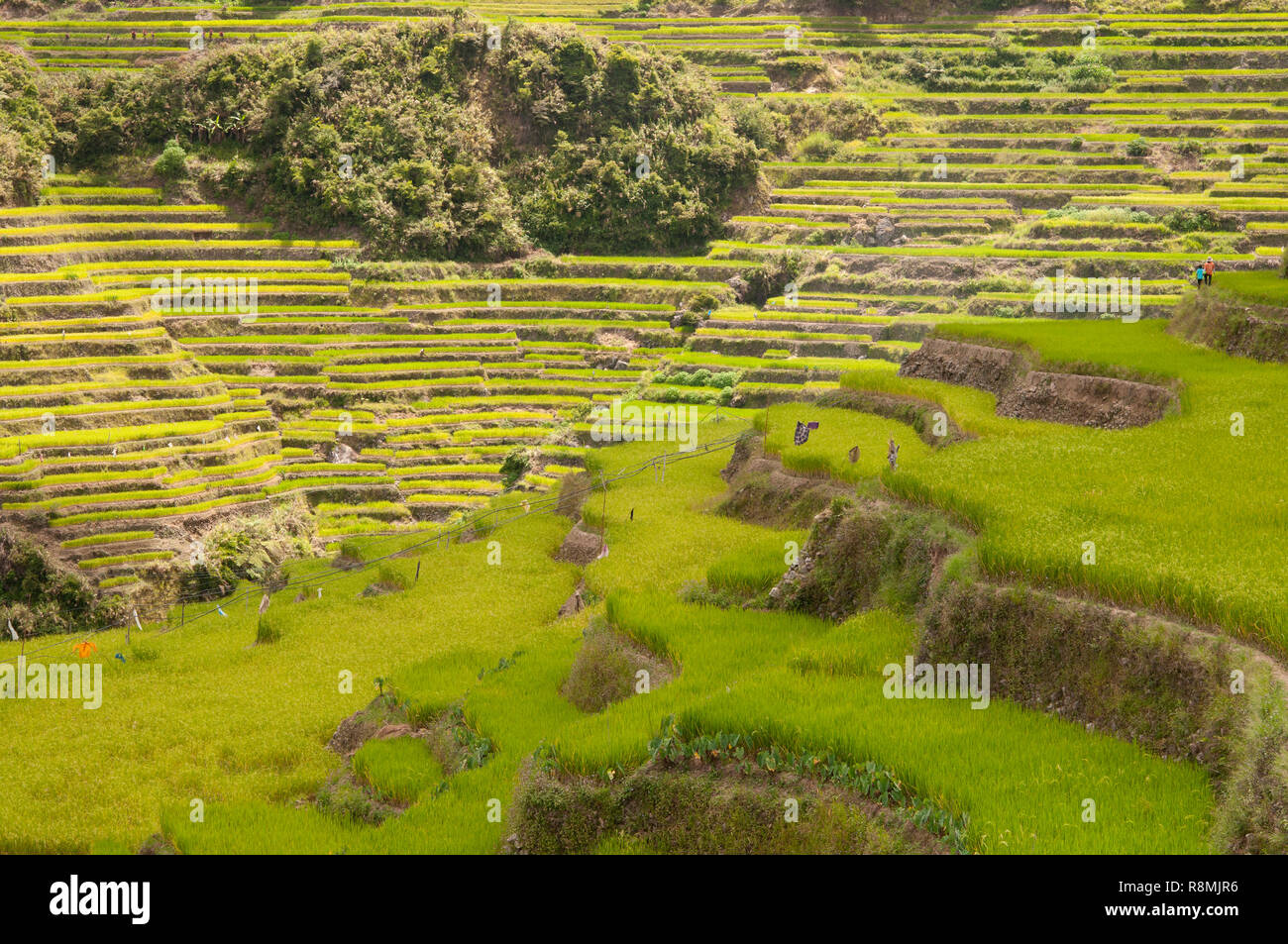 Maligcong Rice Terraces, Bontoc, Mountain Province, Luzon, Philippines ...