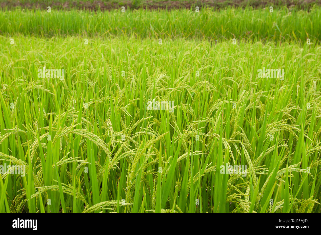 Maligcong Rice Terraces, Bontoc, Mountain Province, Luzon, Philippines ...