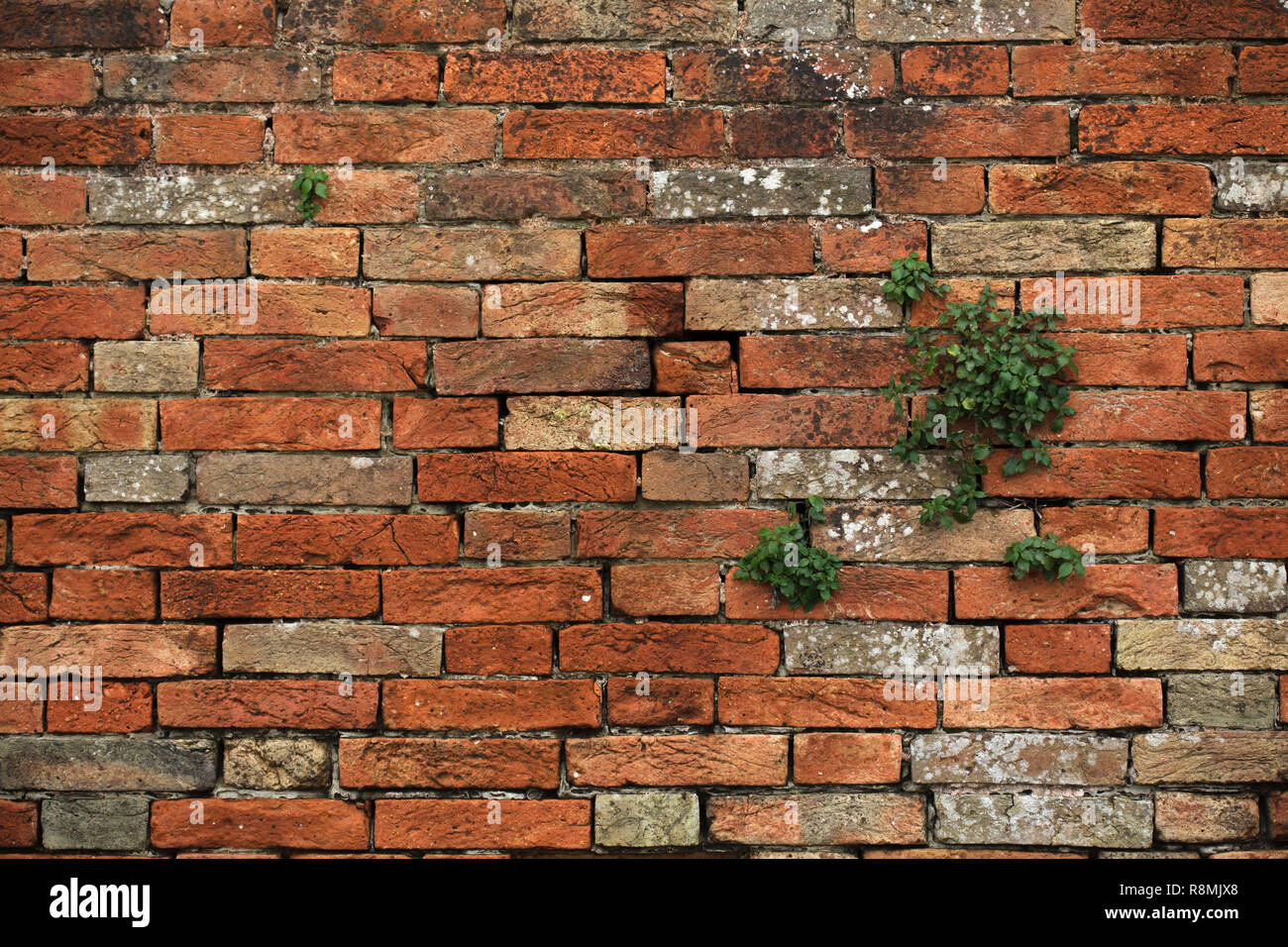 Old brick wall at Fondamente Nove in Venice, Italy. Background texture ...