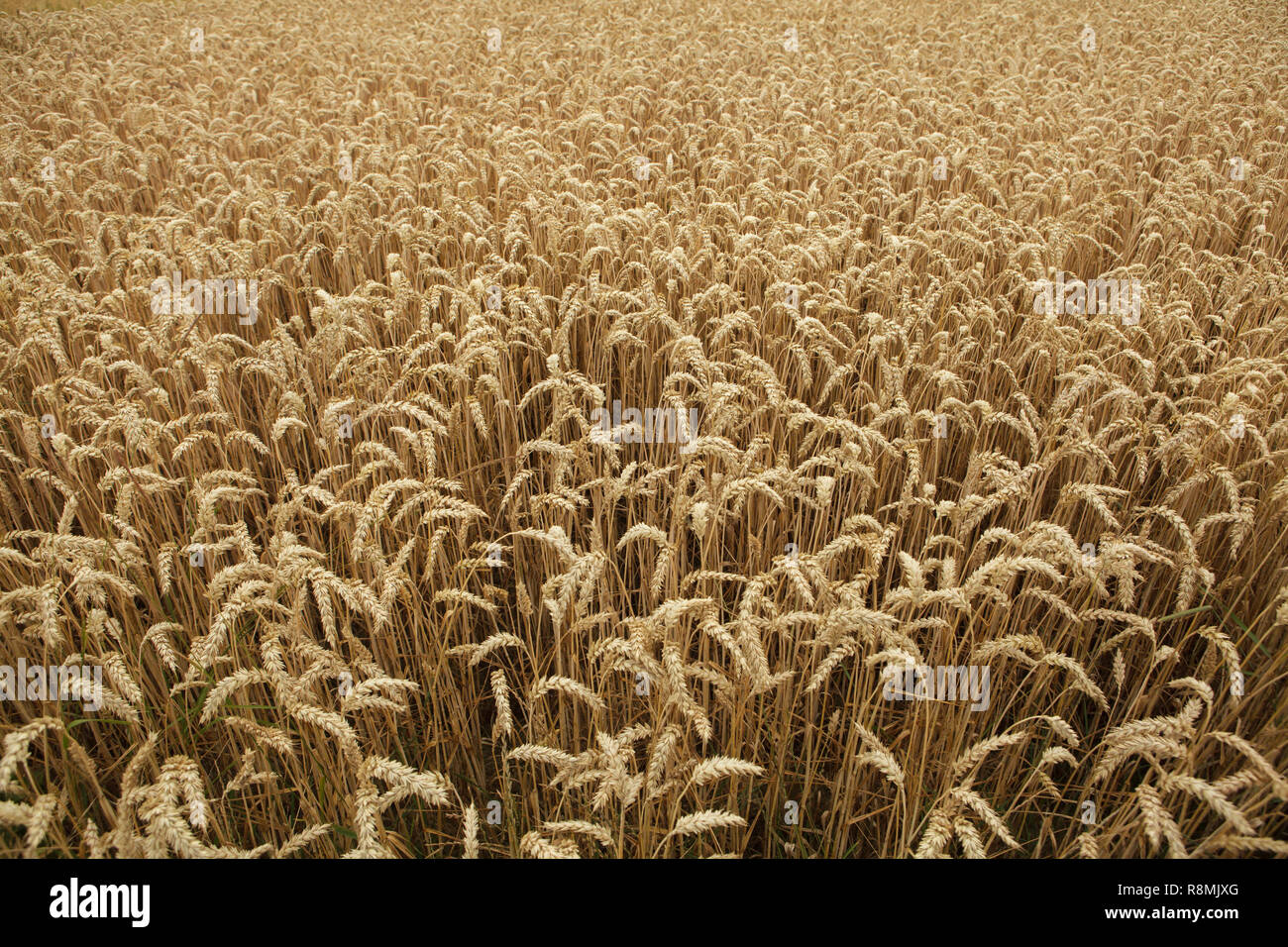Farming texture hi-res stock photography and images - Alamy