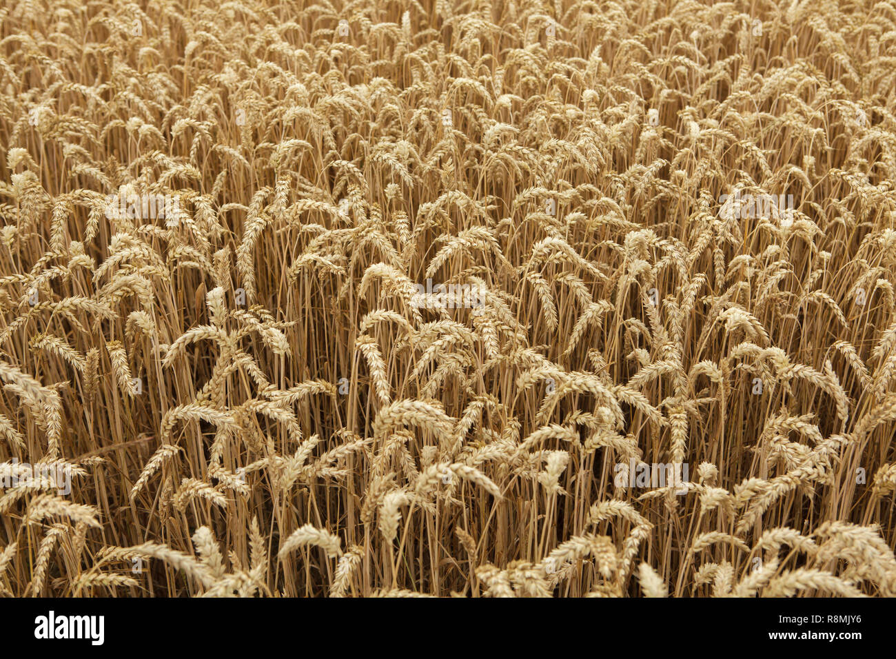 Wheat field texture hi-res stock photography and images - Alamy