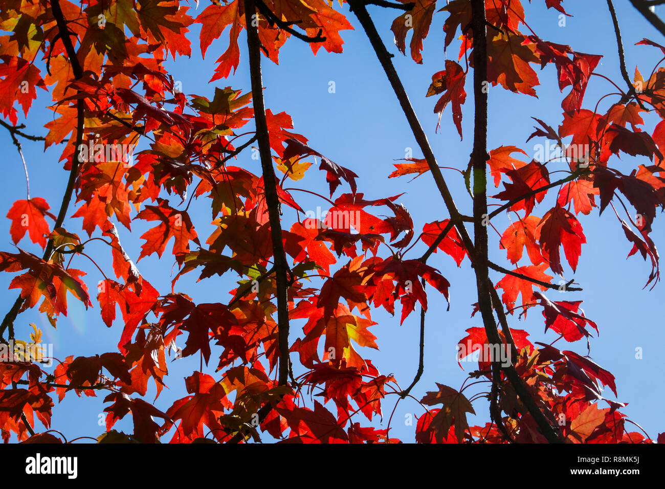Red Maple Leaves Stock Photo - Alamy