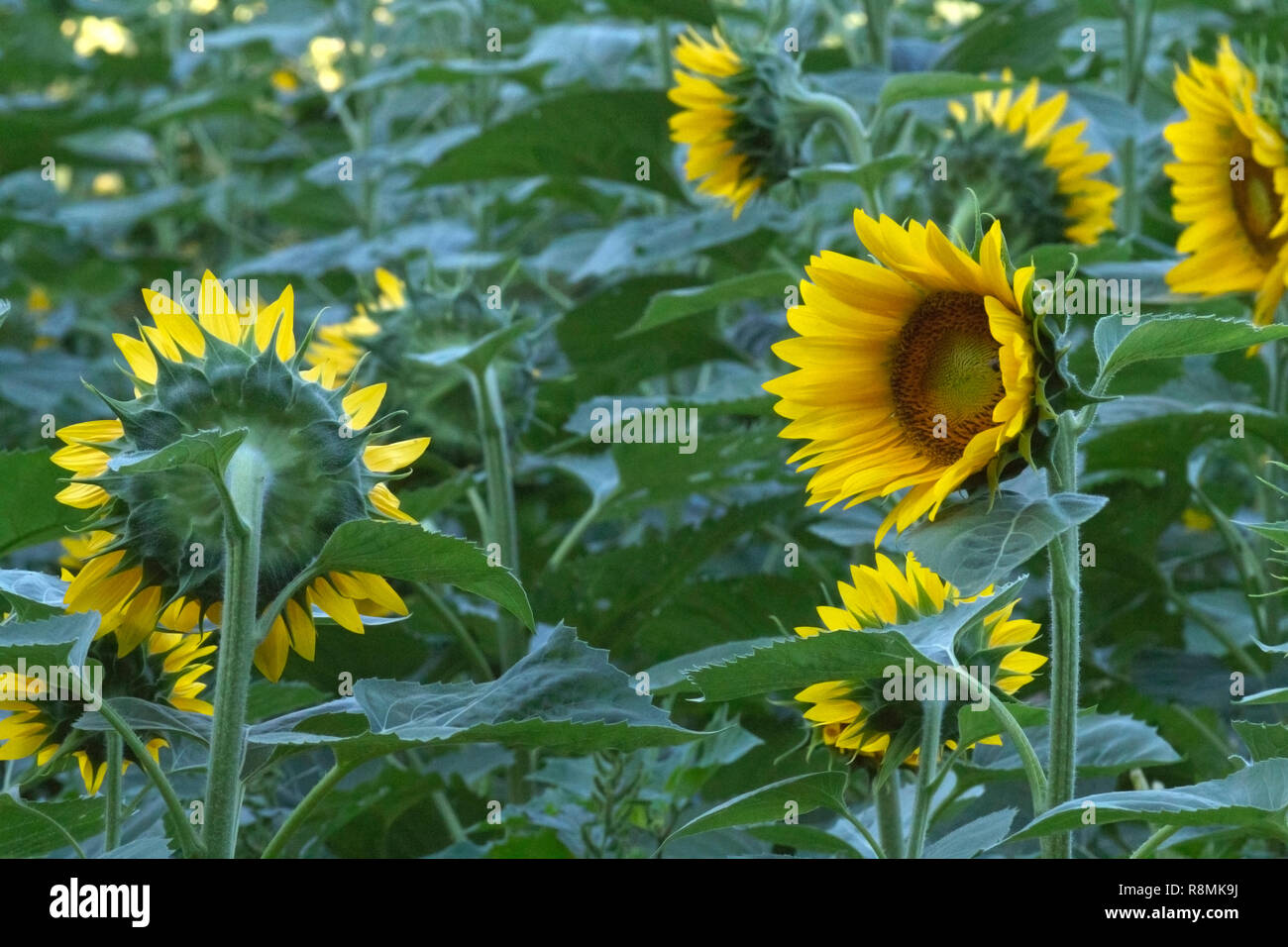 Sunflowers facing the sun hi-res stock photography and images - Alamy
