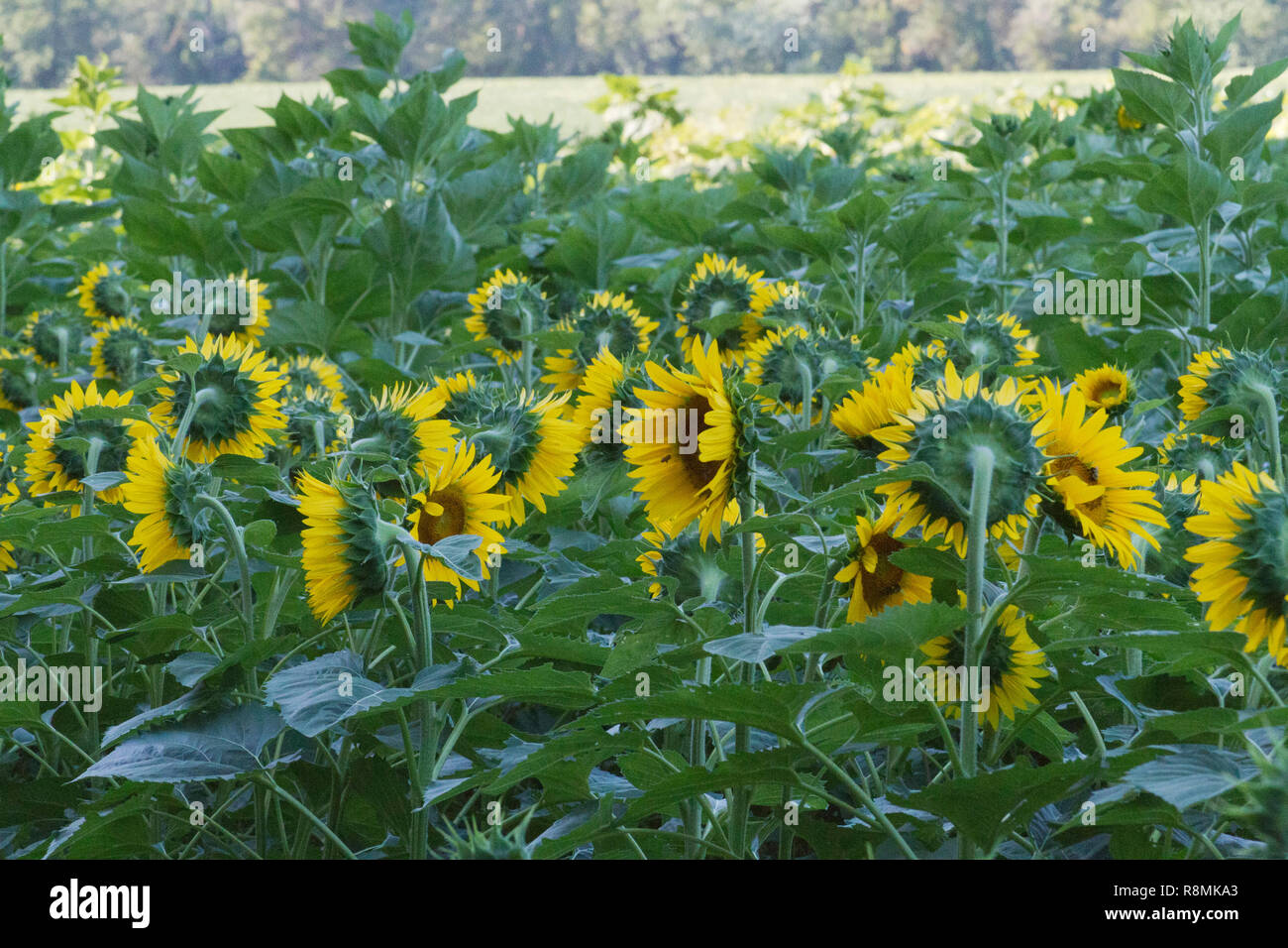 Facing different directions hi-res stock photography and images - Alamy