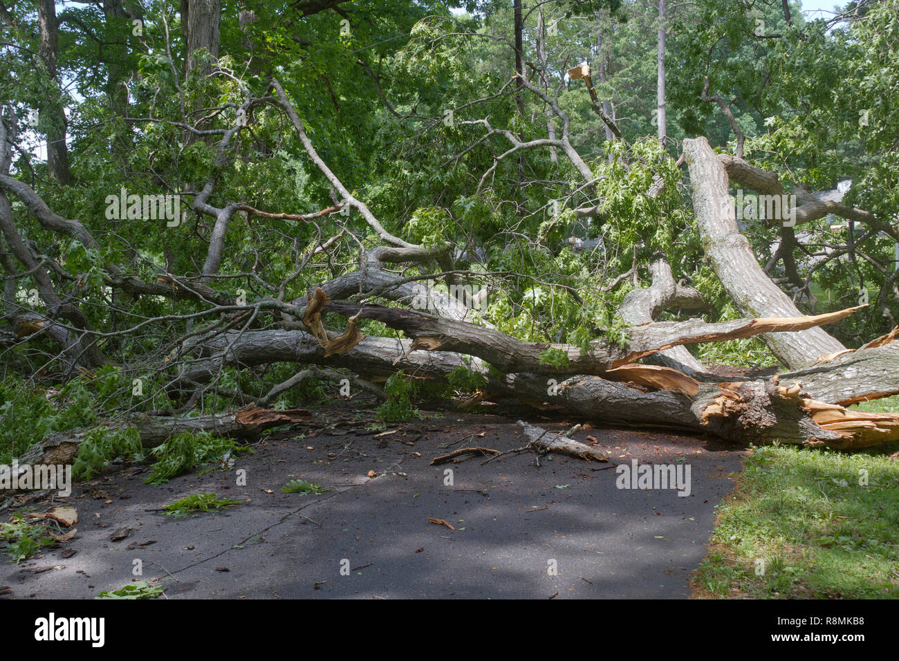 Huge tree across road hi-res stock photography and images - Alamy