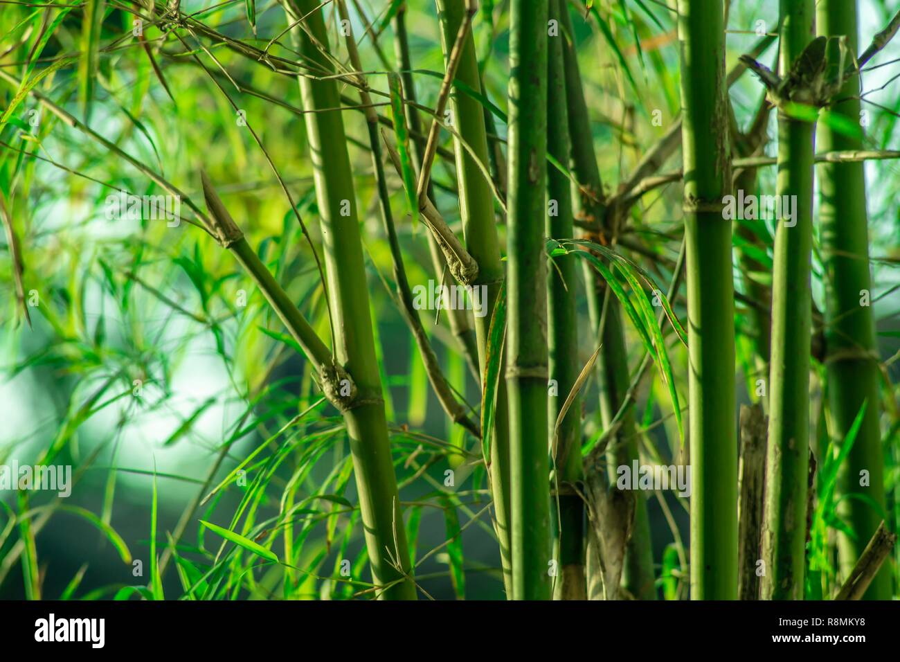 Tropical Rainforest Bamboo