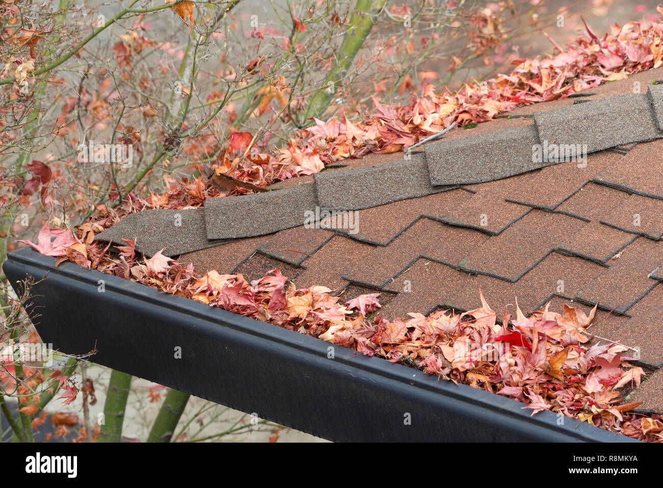 Rain gutters on roof without gutter guards, clogged with leaves, sticks ...