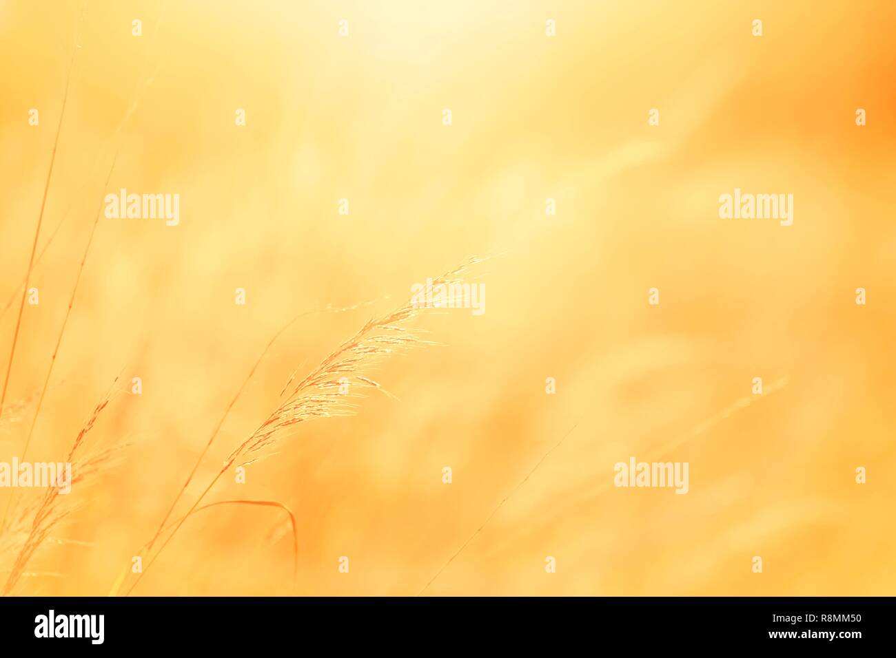 Golden Grass Flower, Focus shoot at grass flower Stock Photo - Alamy