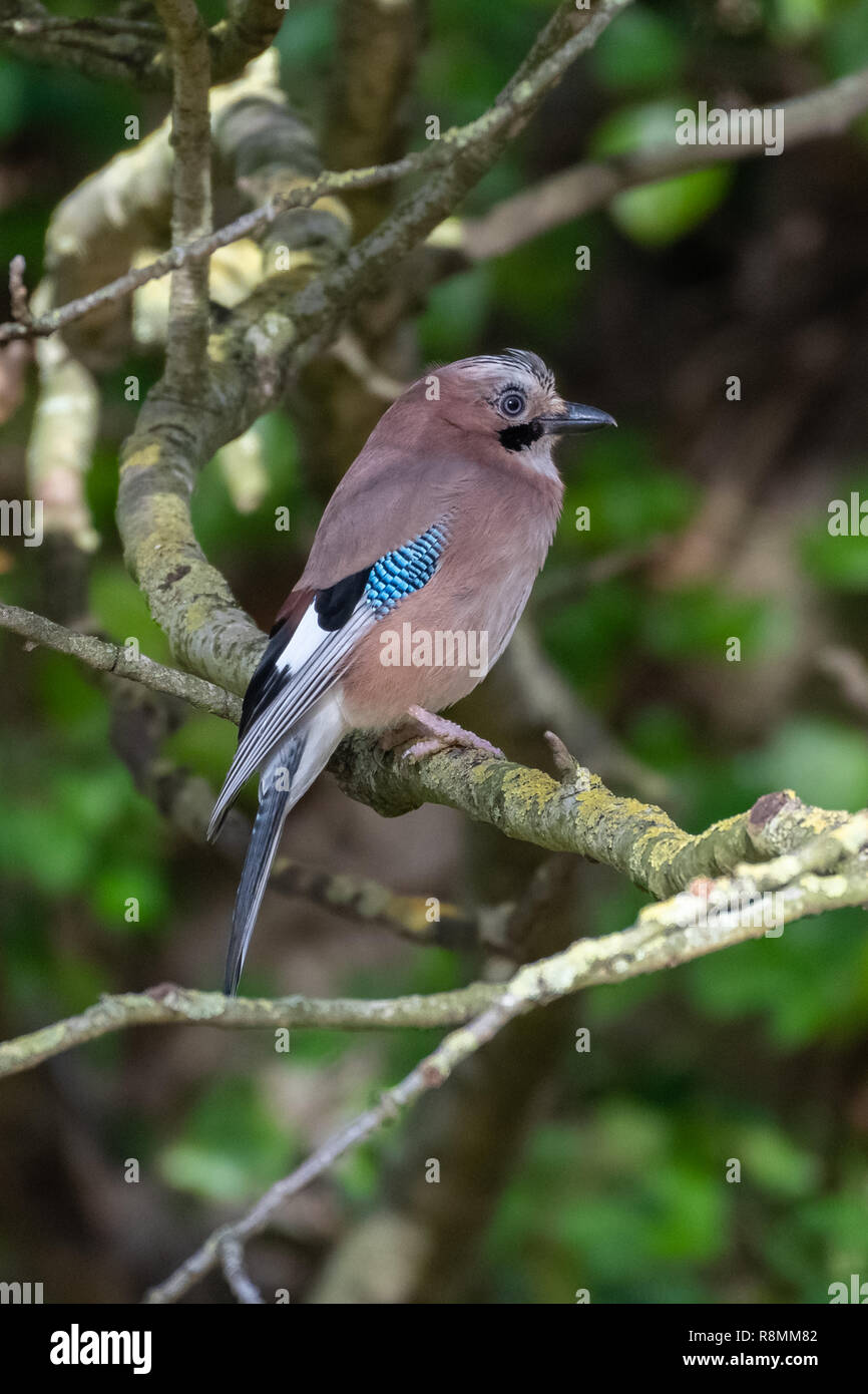Jay bird uk male hi-res stock photography and images - Alamy