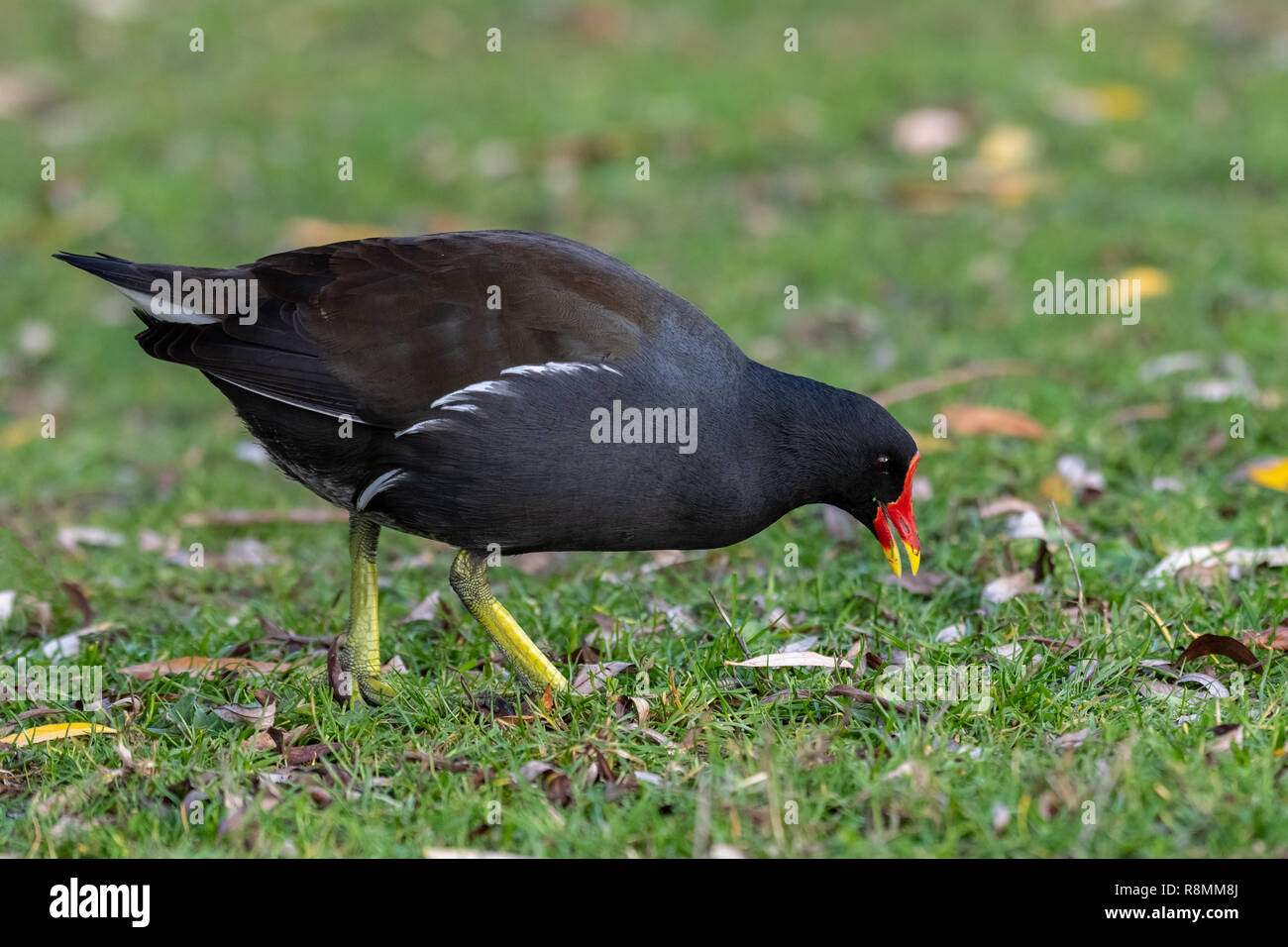 Common moorhen (Gallinula chloropus Stock Photo - Alamy