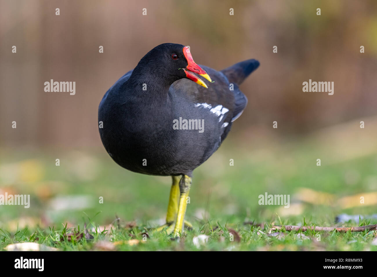 Common moorhen (Gallinula chloropus Stock Photo - Alamy