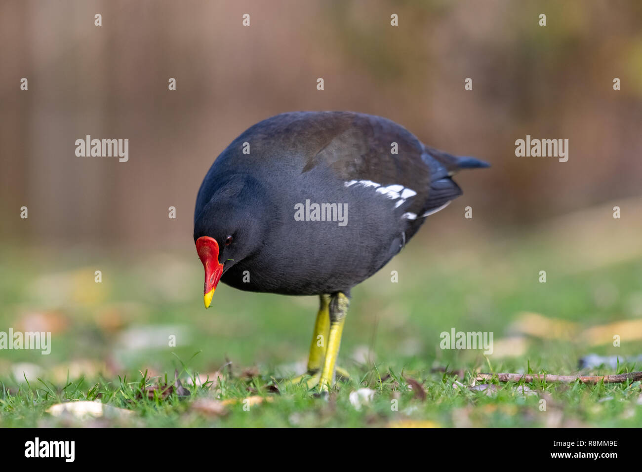 Common moorhen (Gallinula chloropus Stock Photo - Alamy
