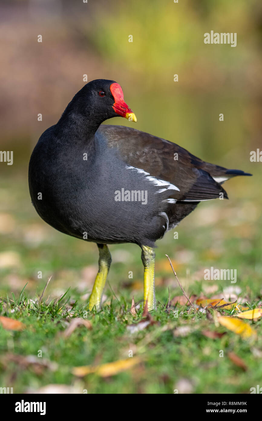 Common moorhen (Gallinula chloropus Stock Photo - Alamy