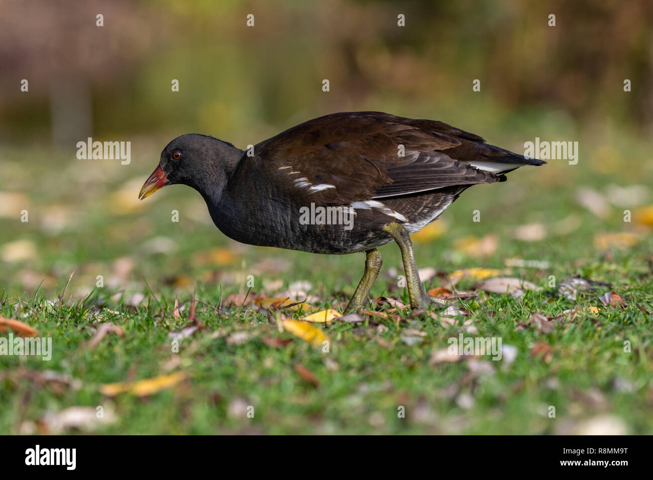 Common moorhen (Gallinula chloropus Stock Photo - Alamy